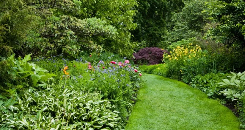 Gardening tips for summer | Gardening Tips for Hot Weather in the UAE